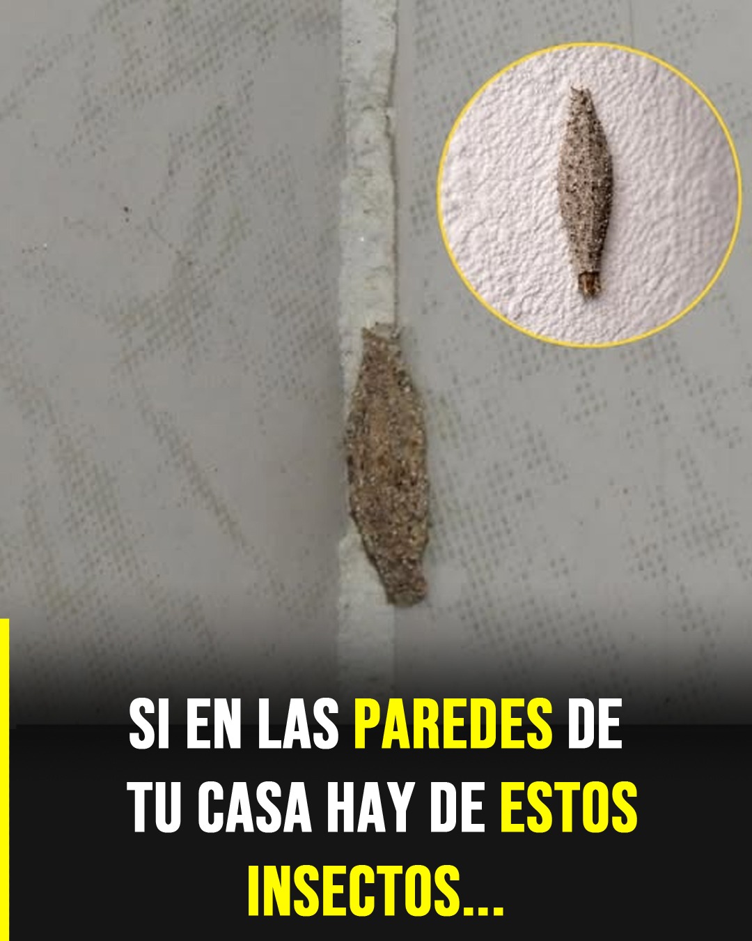 Si en las Paredes de tu Casa Aparecen Estos Insectos, Esto es lo que ...