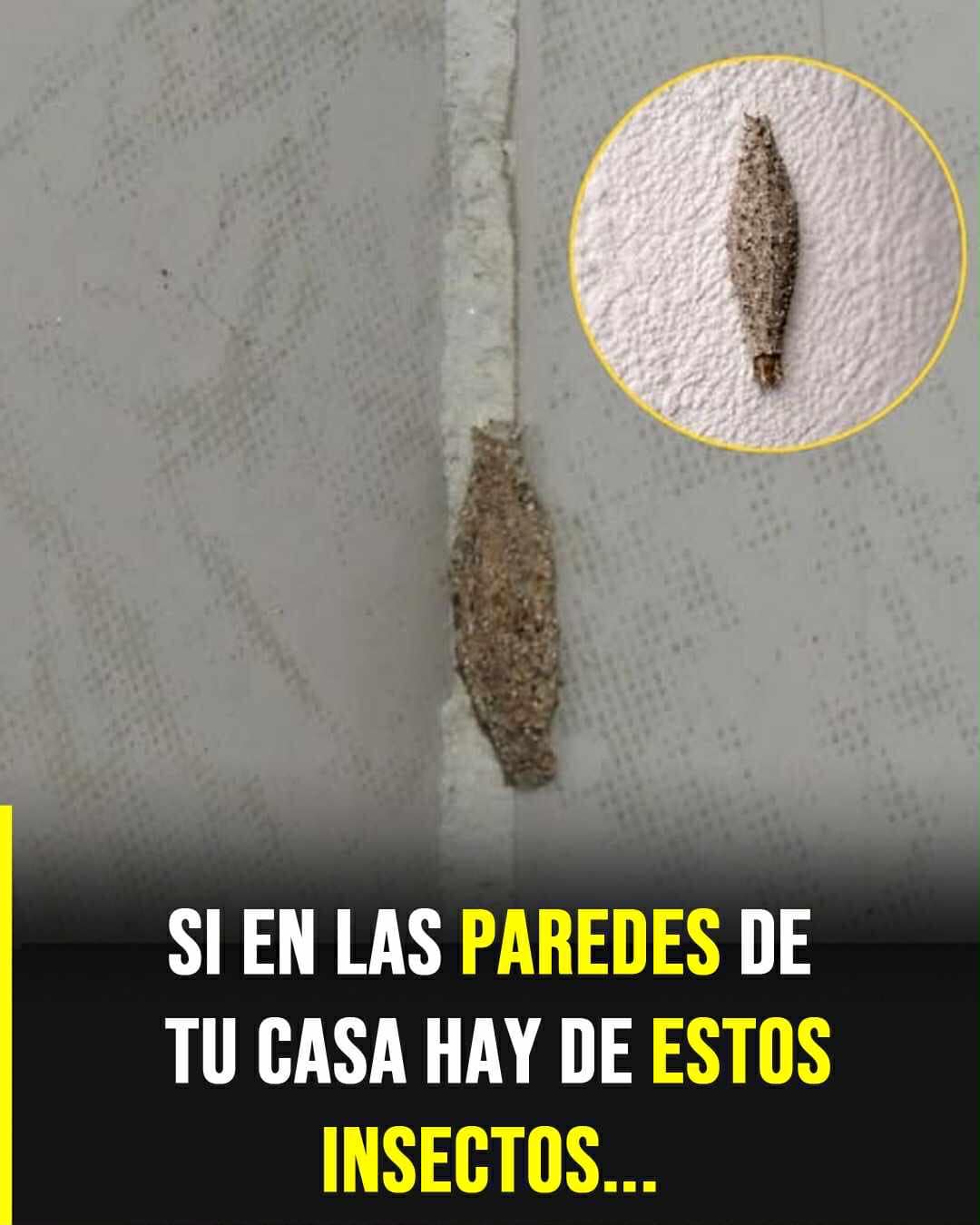 El insecto silencioso que aparece en paredes y techos y despierta ...